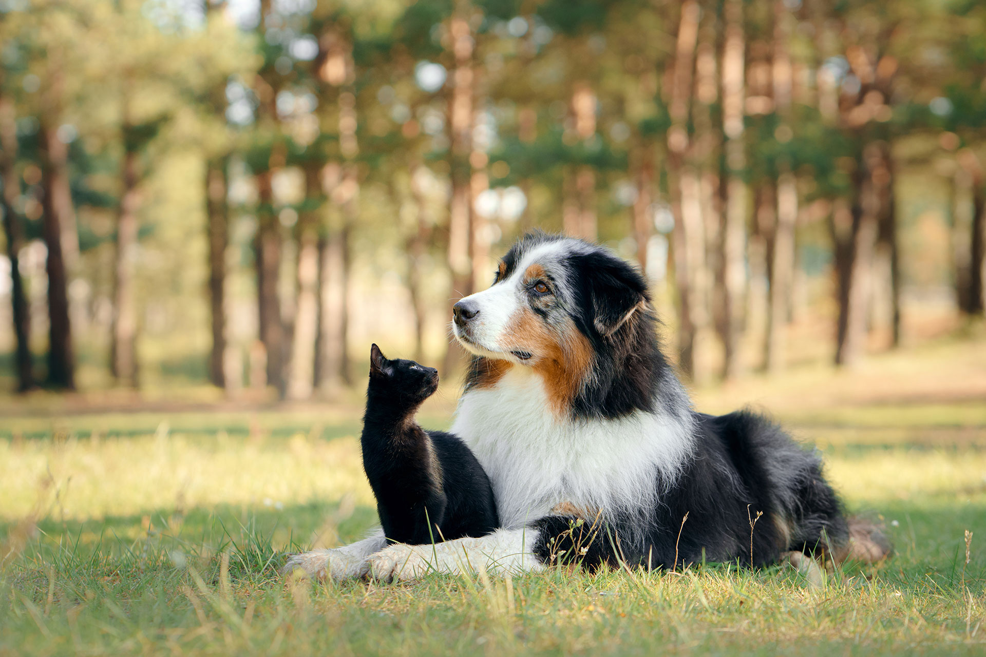 Team - Vet in Atchison | Atchison Animal Clinic